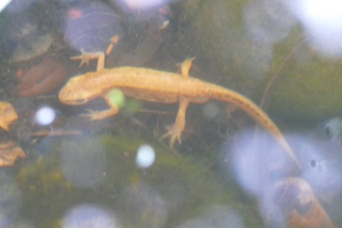 Pale Coloured Newts - Basinga Extra