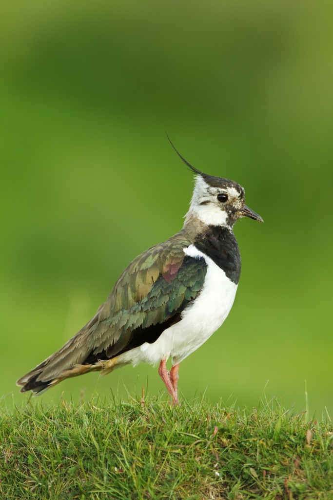 Hants & IOW Wildlife Trust – Lapwing - Basinga Extra